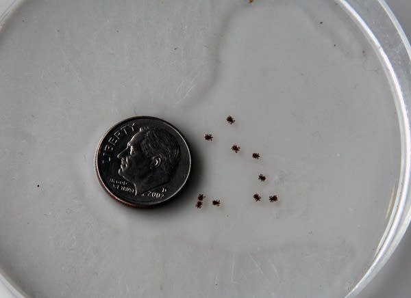 Health Department Sees Jump In Tick transmitted Diseases MPR News