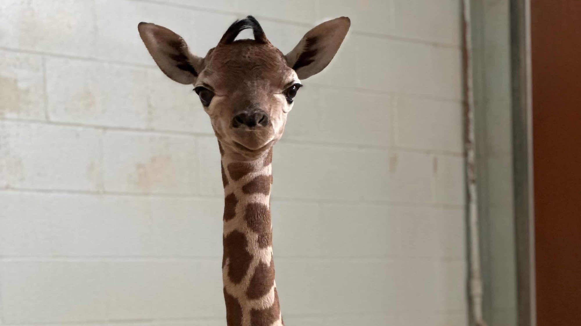 St. Paul's Como Zoo welcomes new baby giraffe | MPR News
