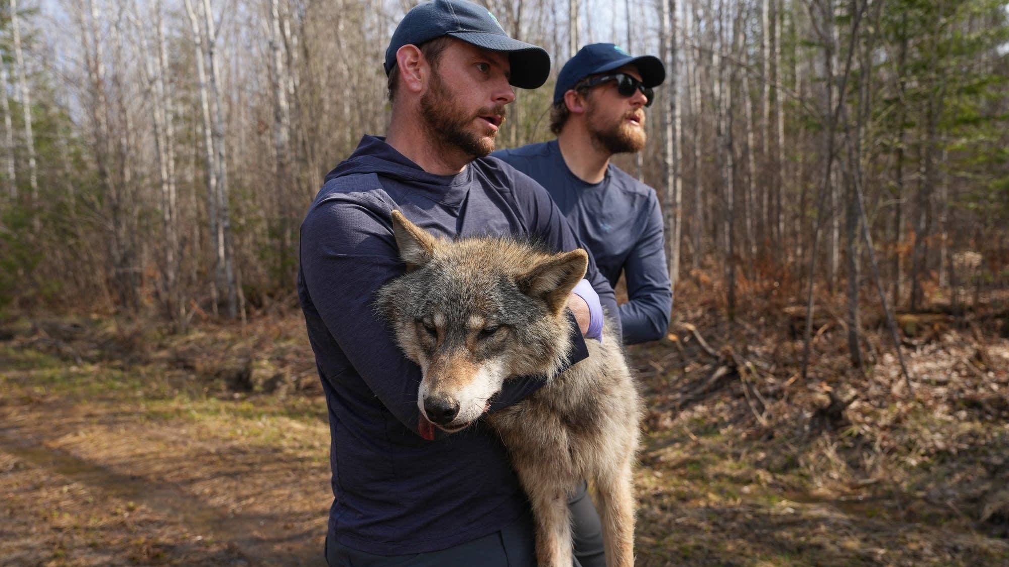 Fishing with wolves: New exhibit explores what the predators eat in ...