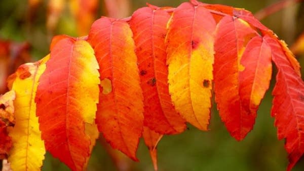 Color coated: Leaf season bursts in northern Minnesota | MPR News