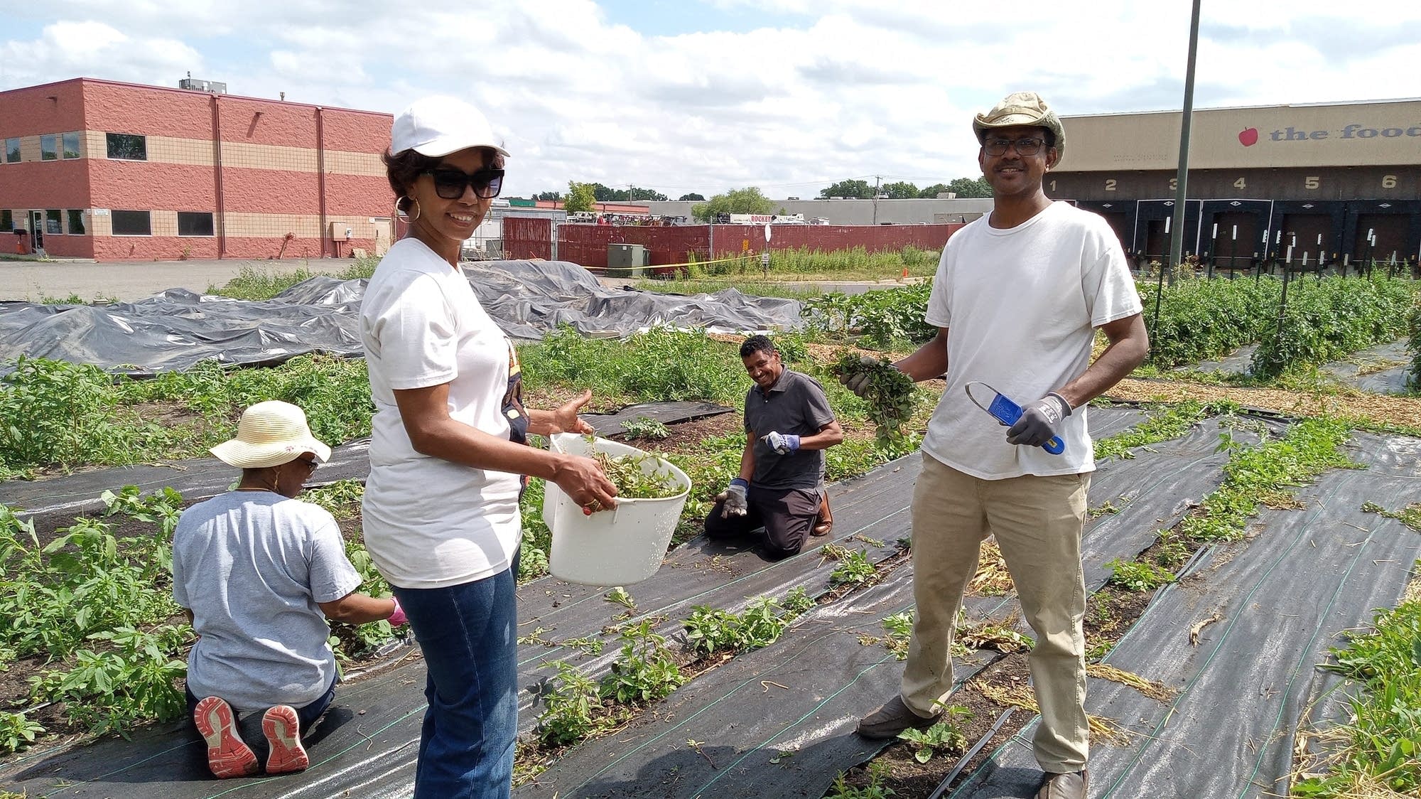 Sudanese Farming Group works to grow culturally relevant crops, get ...