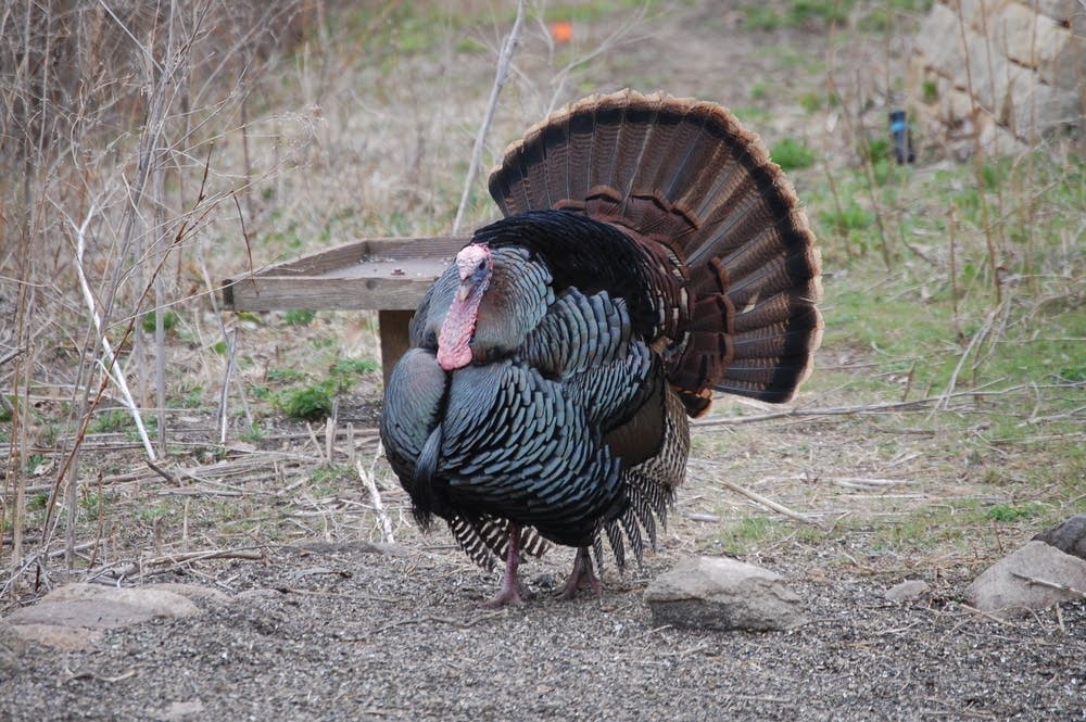 Like local food? DNR wants you to hunt your own turkey | Minnesota ...