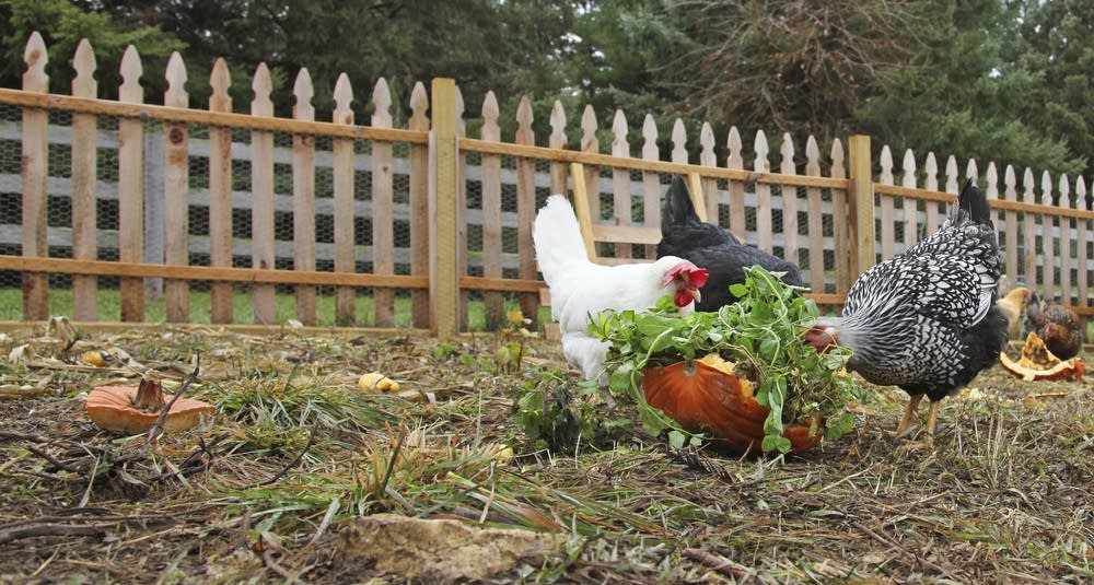 Debating the merits of urban chickens | The Splendid Table