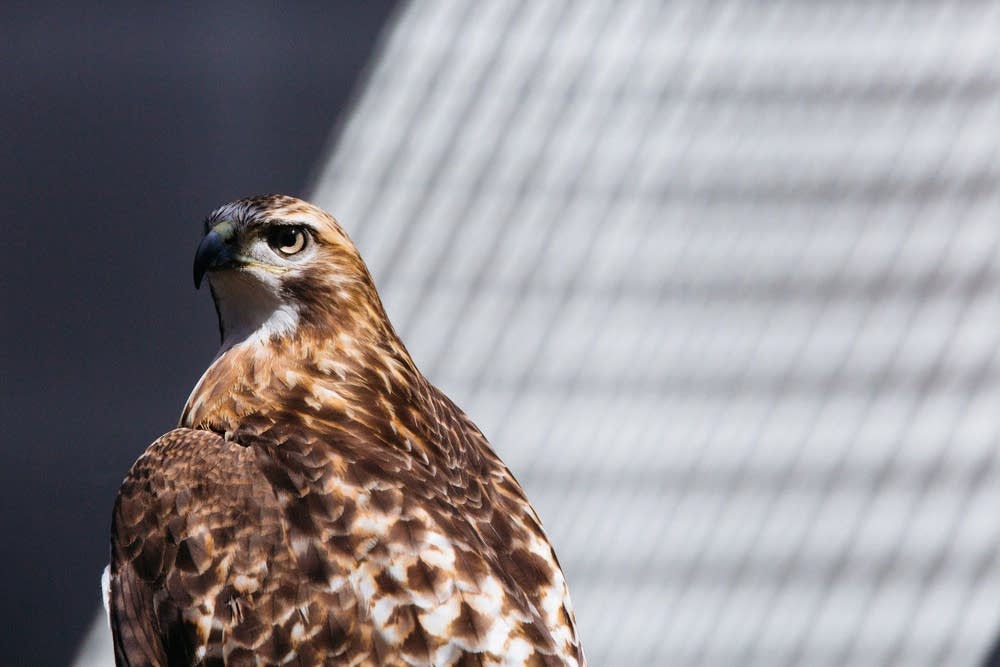 After 45 years saving birds of prey, raptor center's leader takes ...