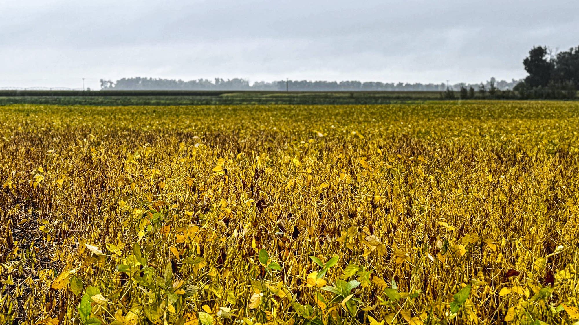 USDA is reopening some 2,100 offices to help farmers access $3B in aid ...