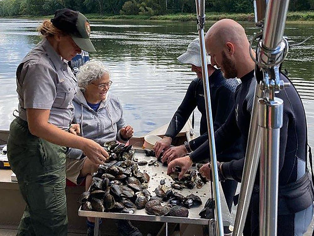 Endangered mussels discovered in St. Croix River believed to be a ...