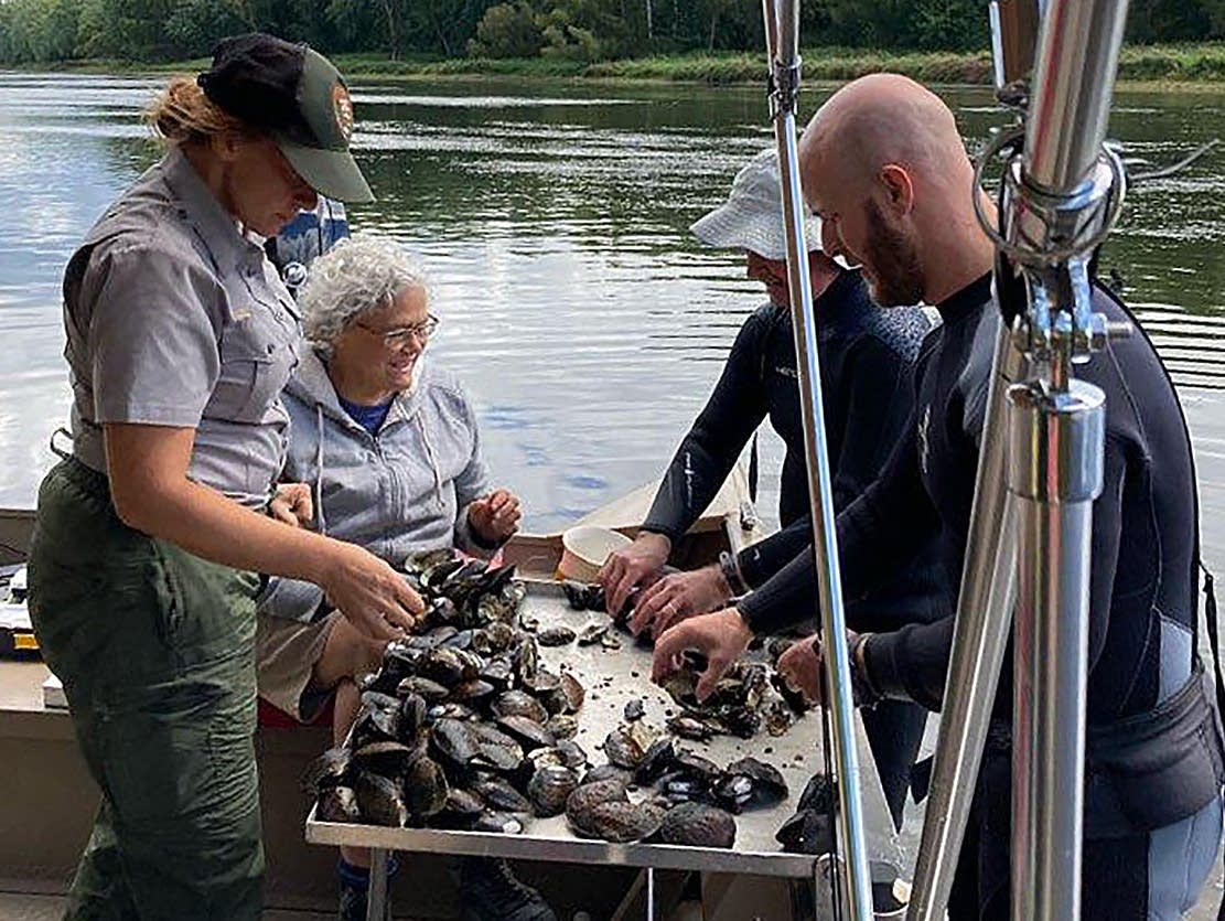Endangered mussels discovered in St. Croix River believed to be a ...