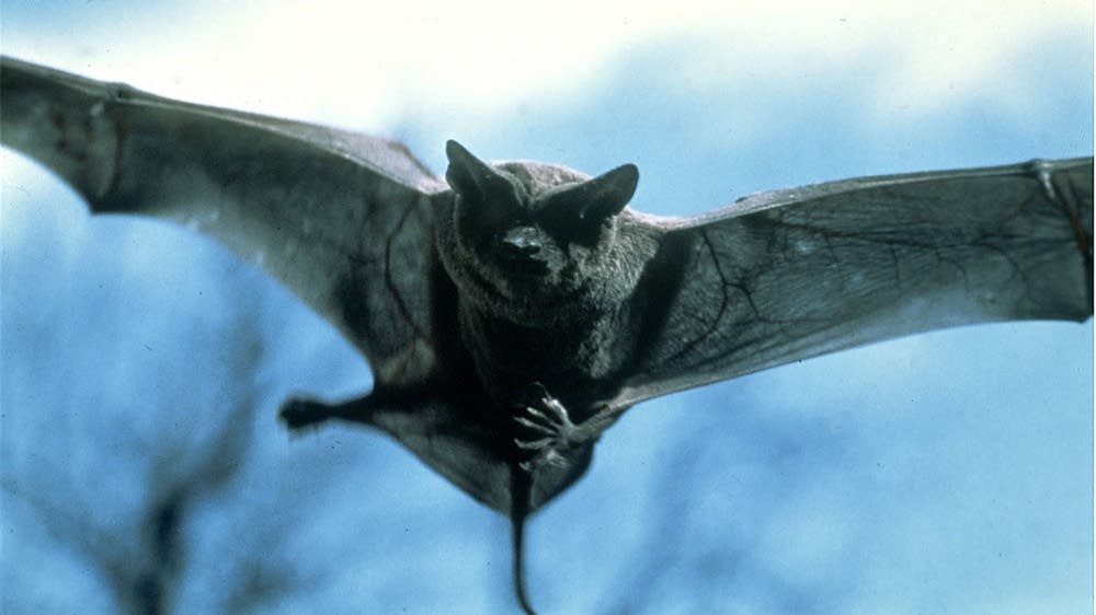 Happy bat season! Here's your rabies questions, answered | MPR News