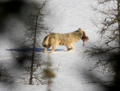 Wolf hunt: More than 110 taken so far | MPR News