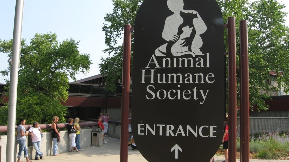 Humane Society offers 2-for-1 cat adoptions | MPR News