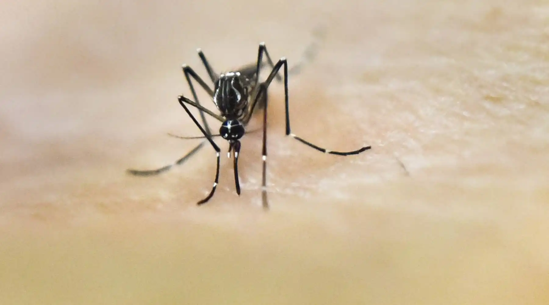Zika mosquitoes were under control … until they weren’t