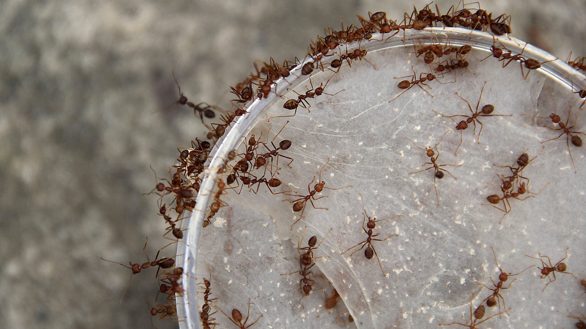 Federal job cuts lead to a black market boom ... for ants