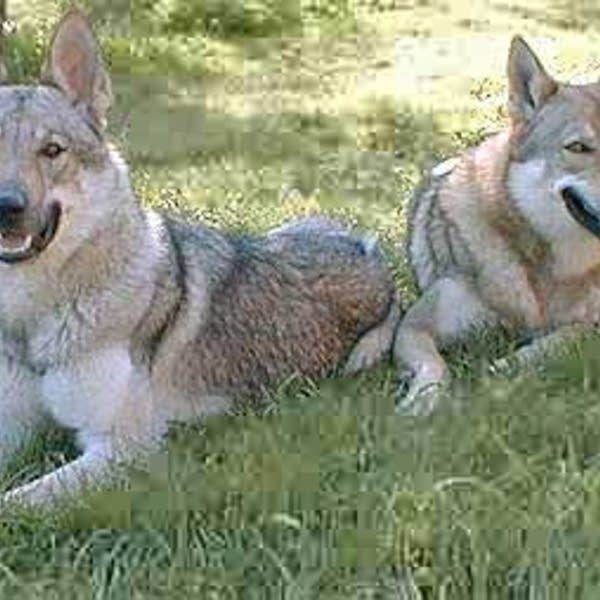 Where Do Czechoslovakian Wolfdogs Live