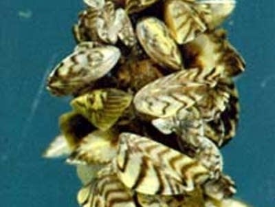 Are all invasive species as bad as the Asian carp? | MPR News