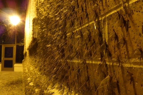 Invasion of the mayflies | MPR News