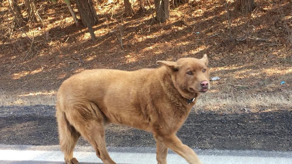 The legend of Bruno ends by the side of the road | MPR News