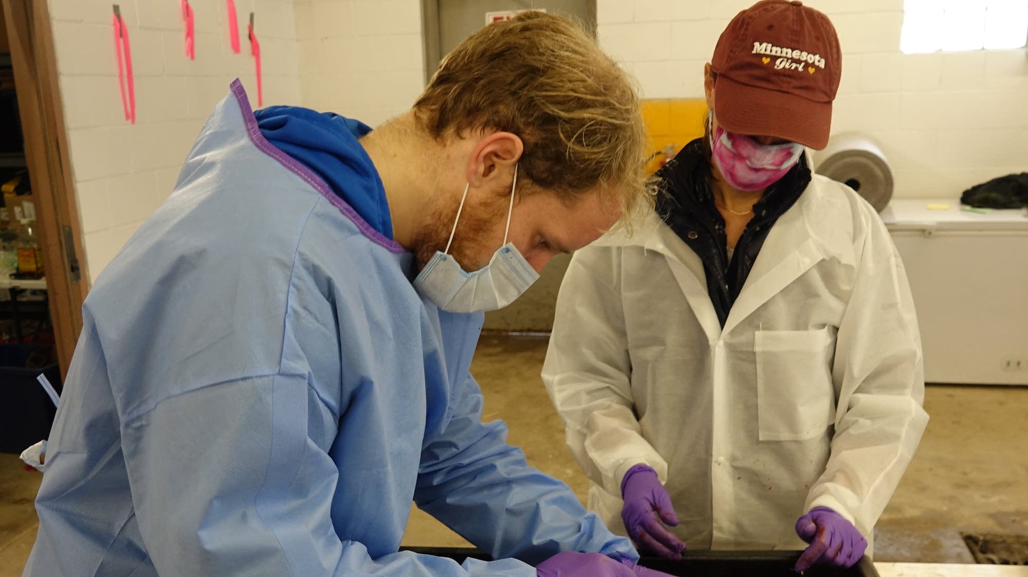 Suspected case of chronic wasting disease found in northwestern ...