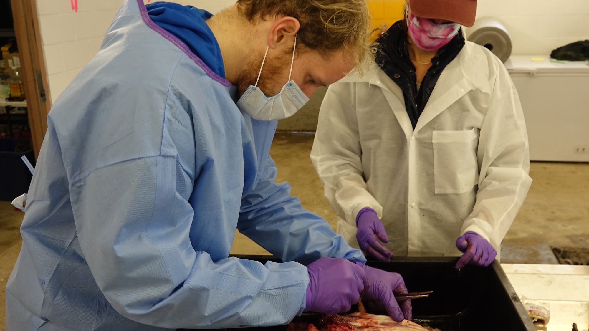 Suspected case of chronic wasting disease found in northwestern ...