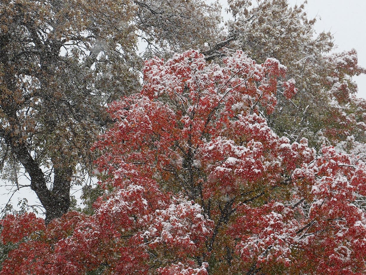 Photos: Quick burst of October snow in southern Minnesota | MPR News
