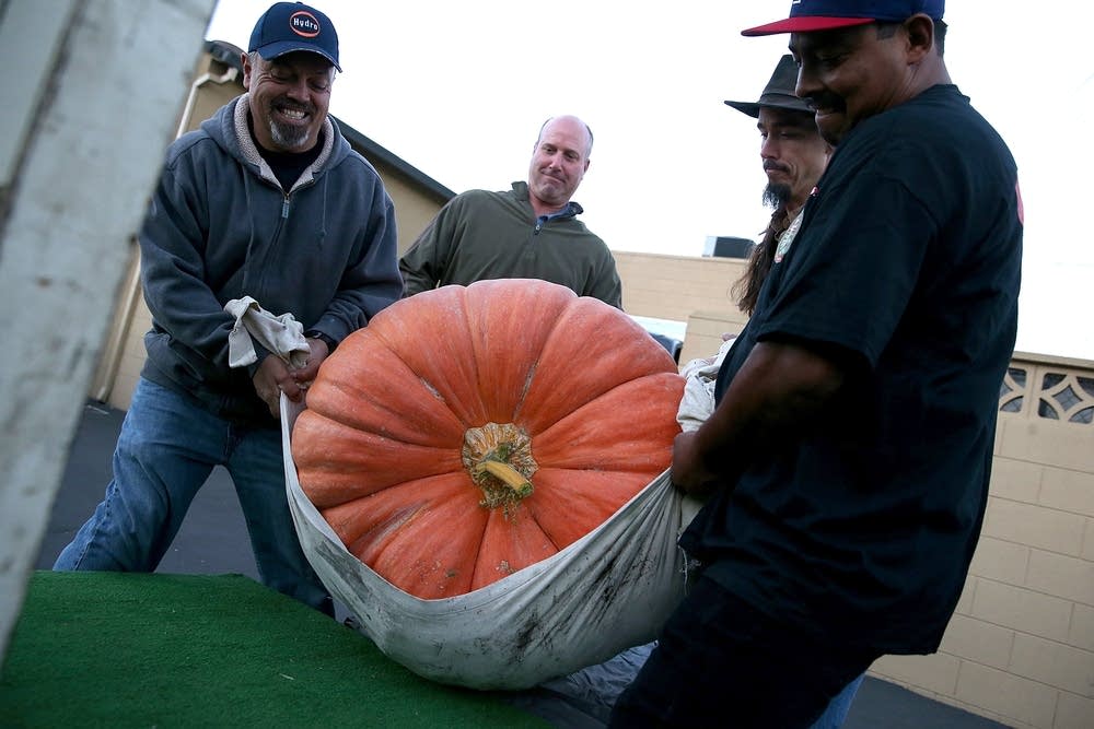 Photos: Heavyweight pumpkins take center stage | MPR News