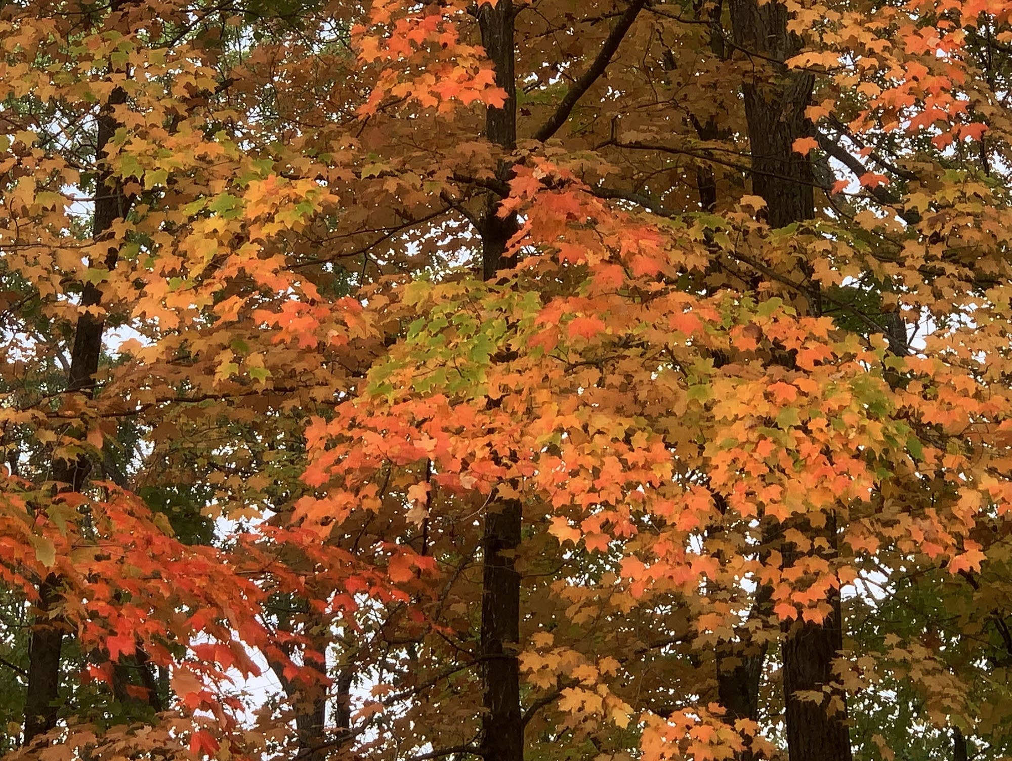 Coffee Break: Fall colors