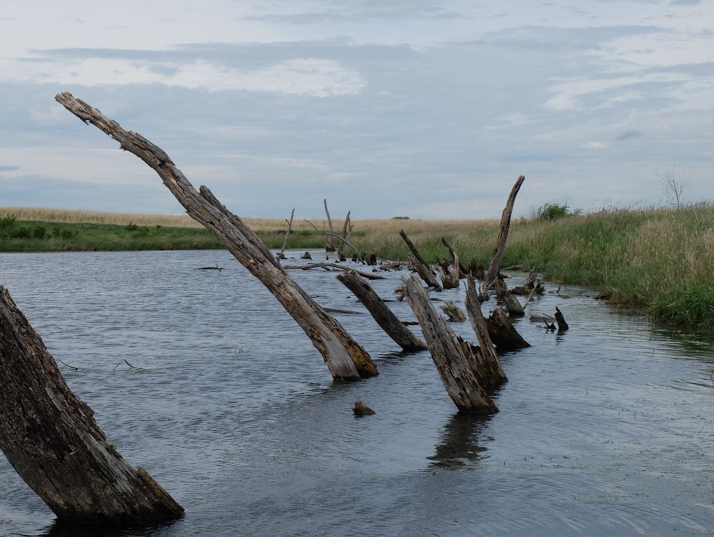 These tiny little bugs are a harbinger of wetland health — and they’re ...