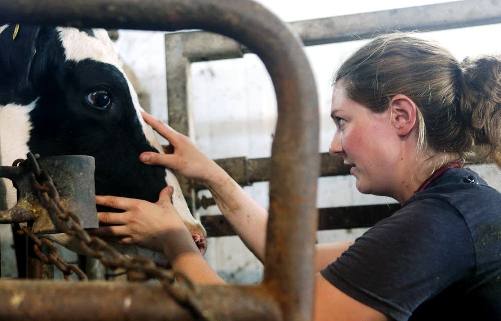 A vet ruminates on her practice with cows | MPR News