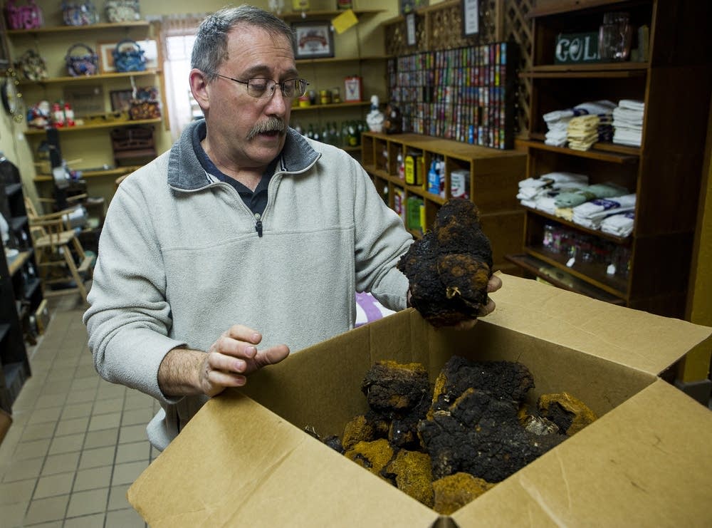 Chaga boom: Health, cash drive northern Minnesota fungus hunt ...