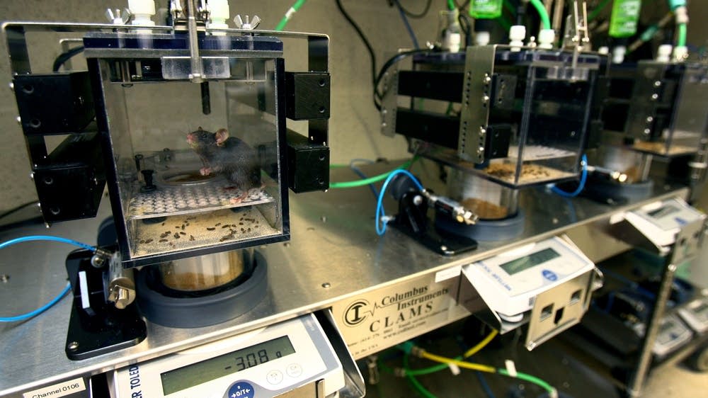 Mayo's living lab learns real life lessons about aging | MPR News