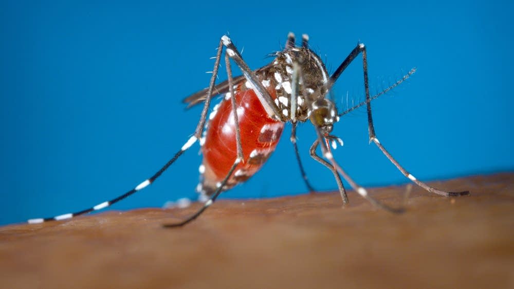 Zika (not) in Minnesota: What you need to know | MPR News
