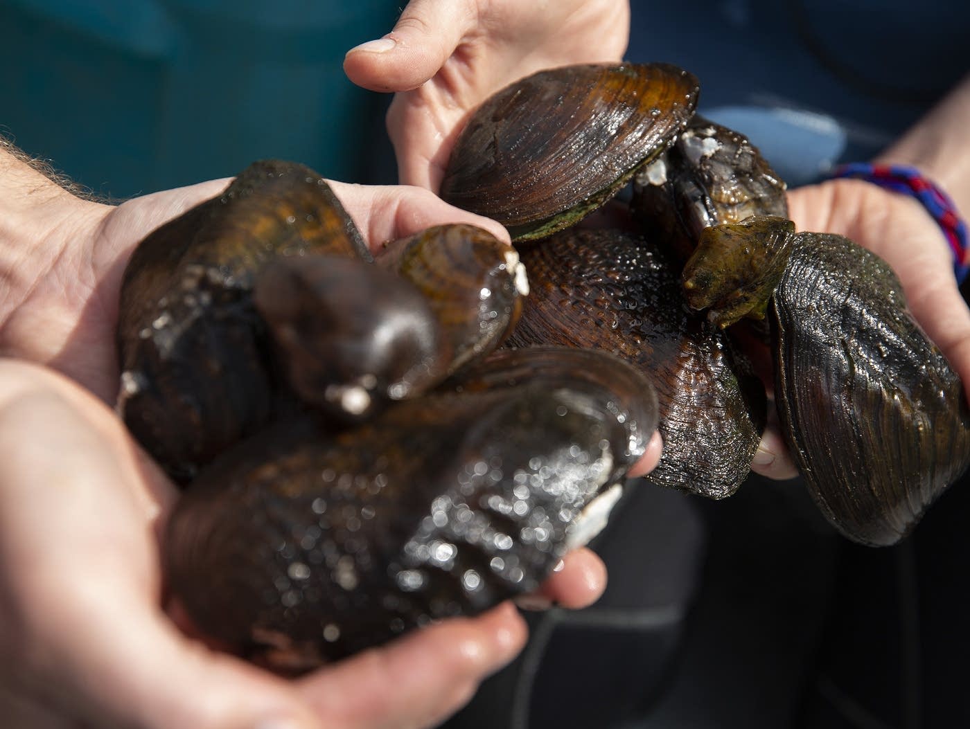 Minnesota's native mussels: Still in peril, but signs of hope | MPR News