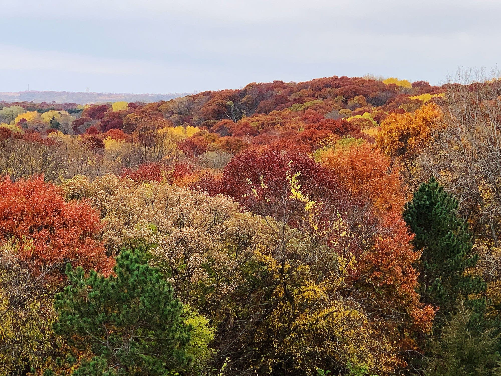 Coffee Break: Fall color report