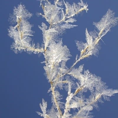 Frost On Trees