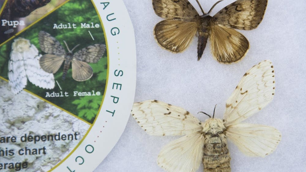 An upside to the cold? Minn. gypsy moth population down | MPR News