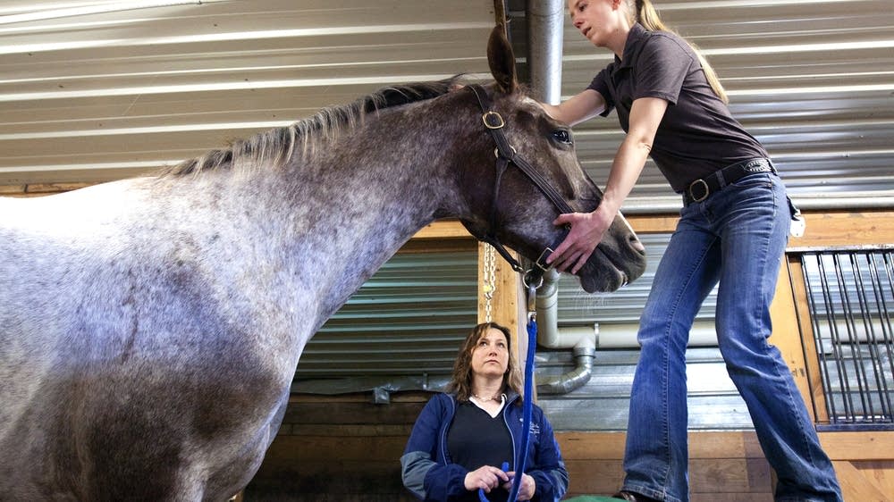 Photos: Chiropractor to the animal world | MPR News Photos: Chiropractor to the animal world | MPR News