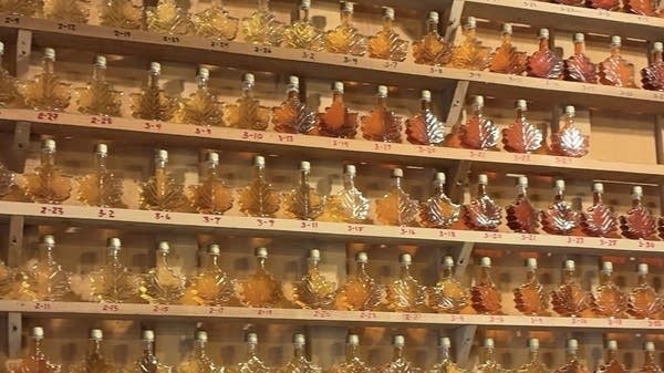 This freezing winter is great news for your maple syrup