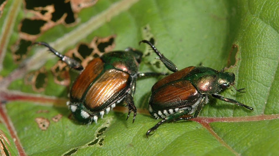 Cold weather will have little impact on next summer’s insects | MPR News