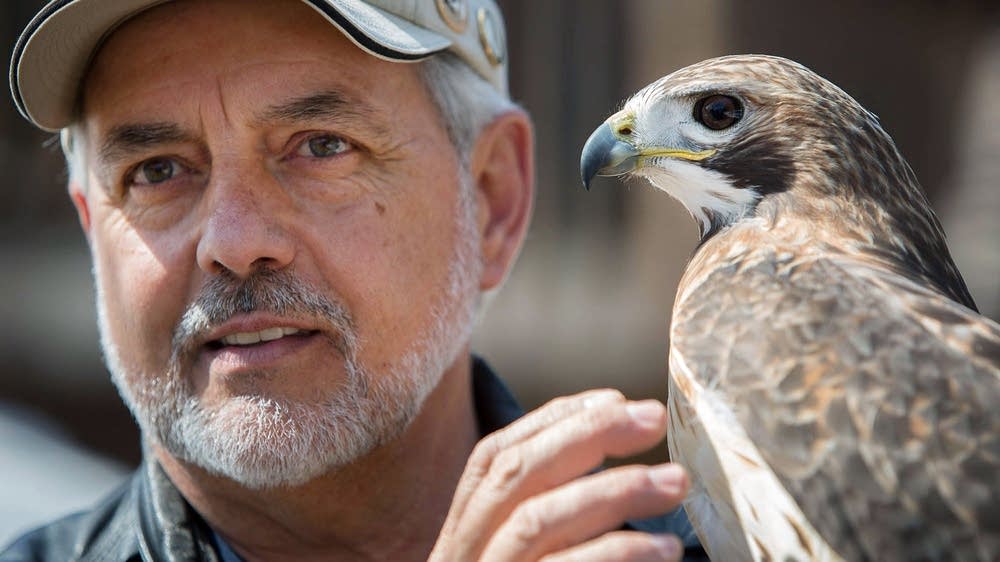 A passion for falconry: Minnesota Sounds and Voices | MPR News