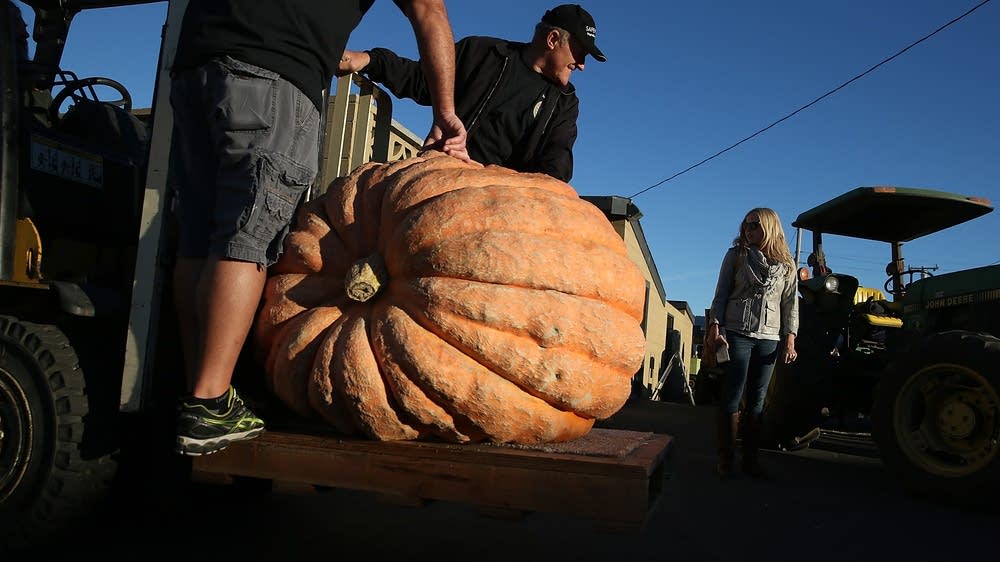 Photos: Heavyweight pumpkins take center stage | MPR News