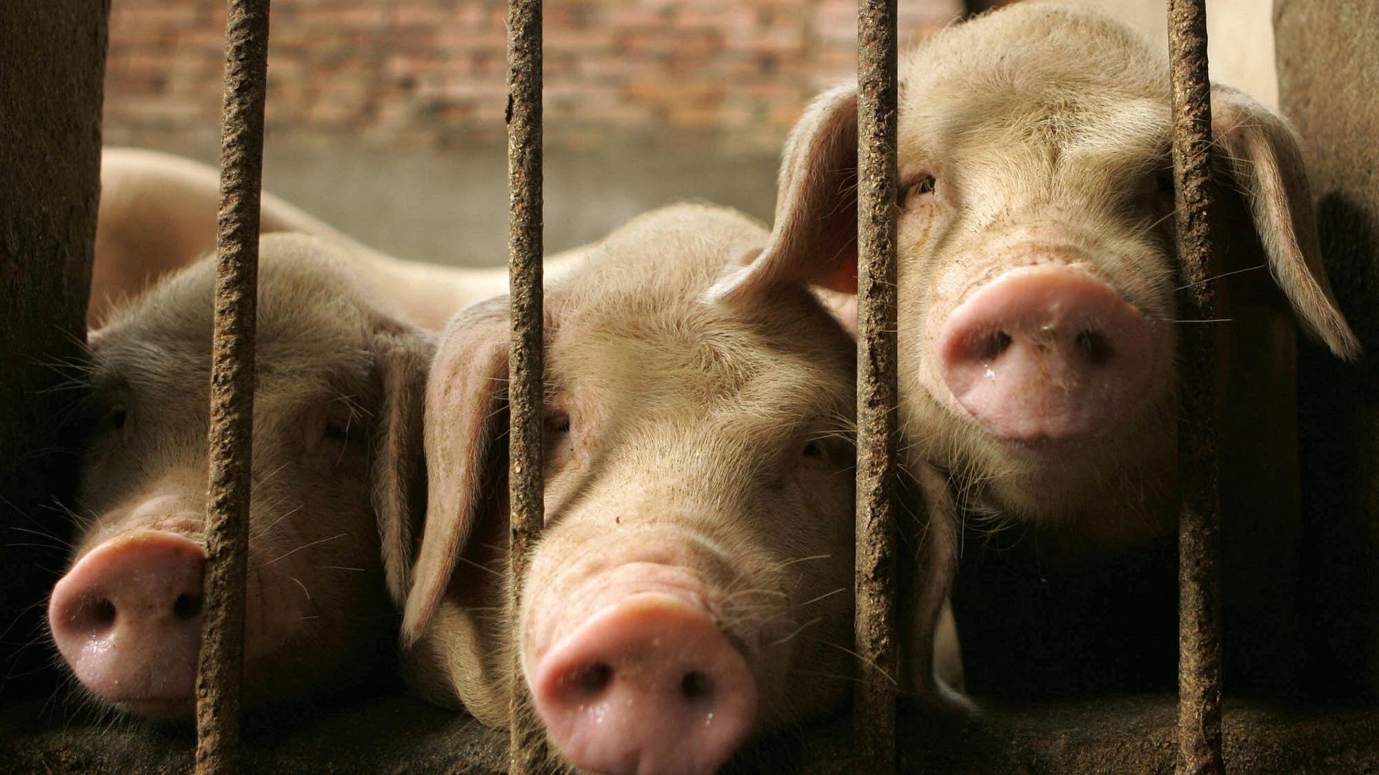 Hog farmers brace for a rebounding pork demand - Marketplace