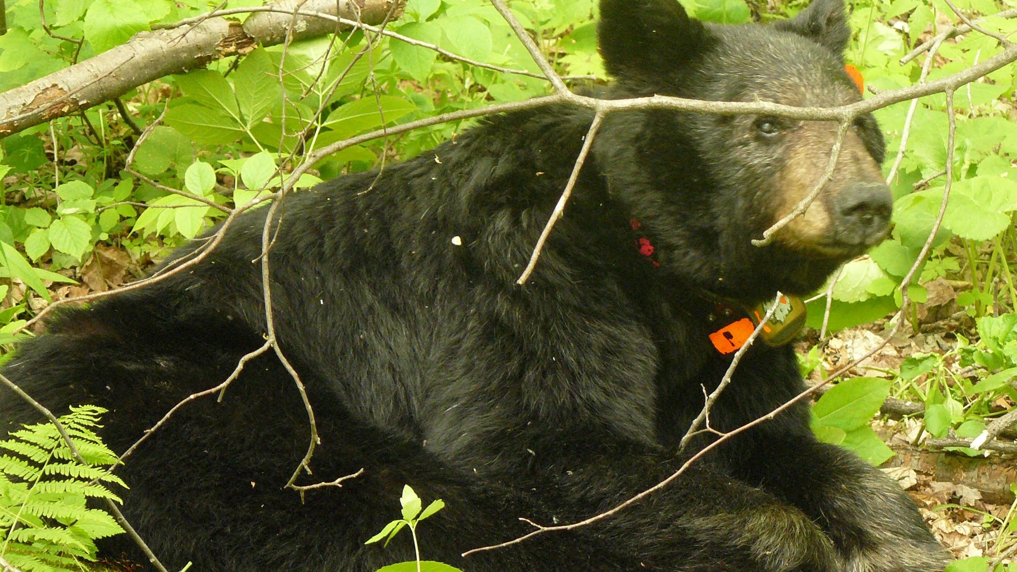 In northern Minn., the world’s oldest bear goes quietly | MPR News
