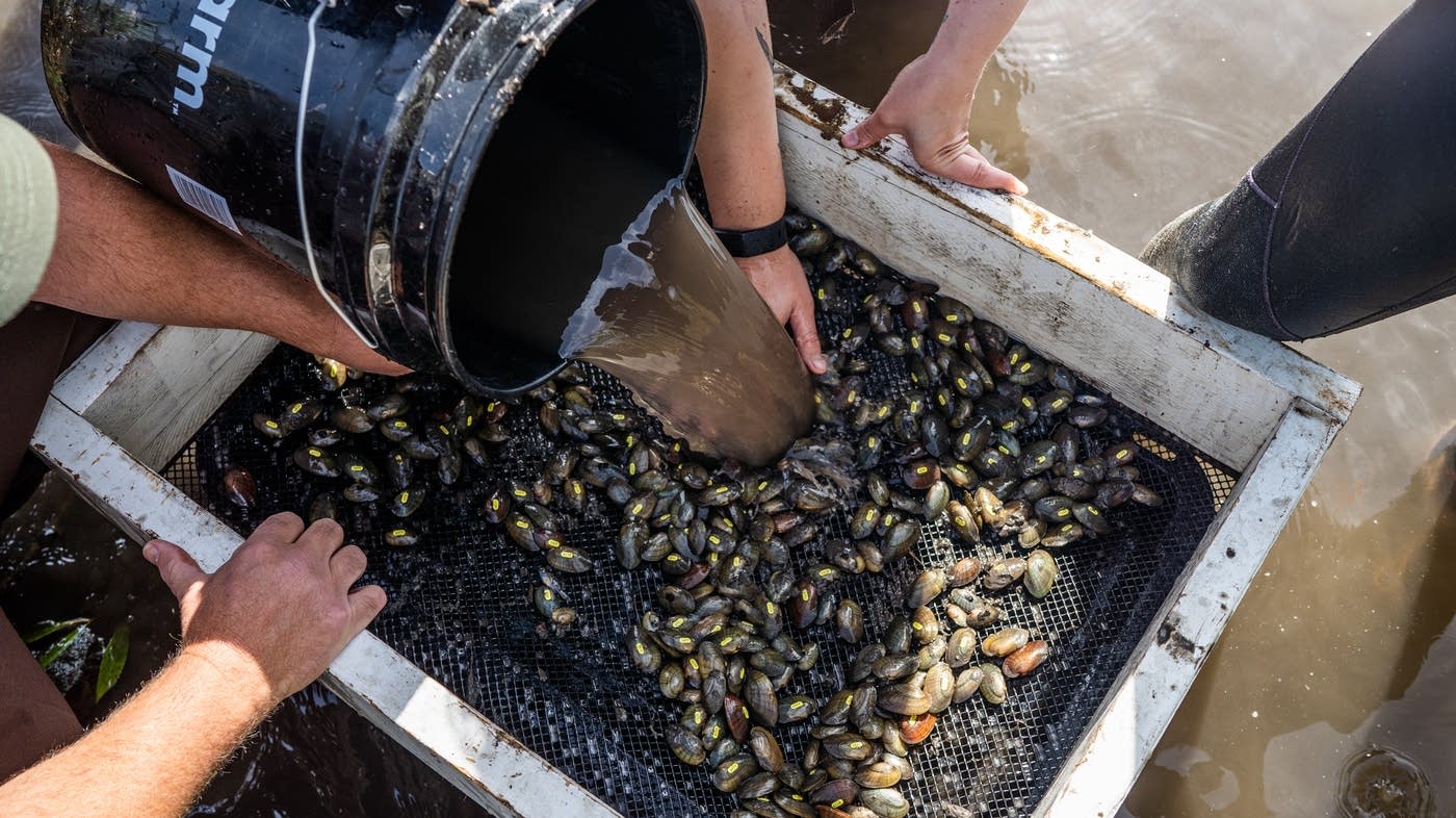 Painstaking efforts to restore Minnesota’s freshwater mussels paying ...