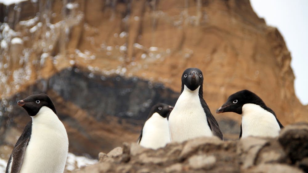 Adelie penguins benefitting from climate change, U of M research says ...