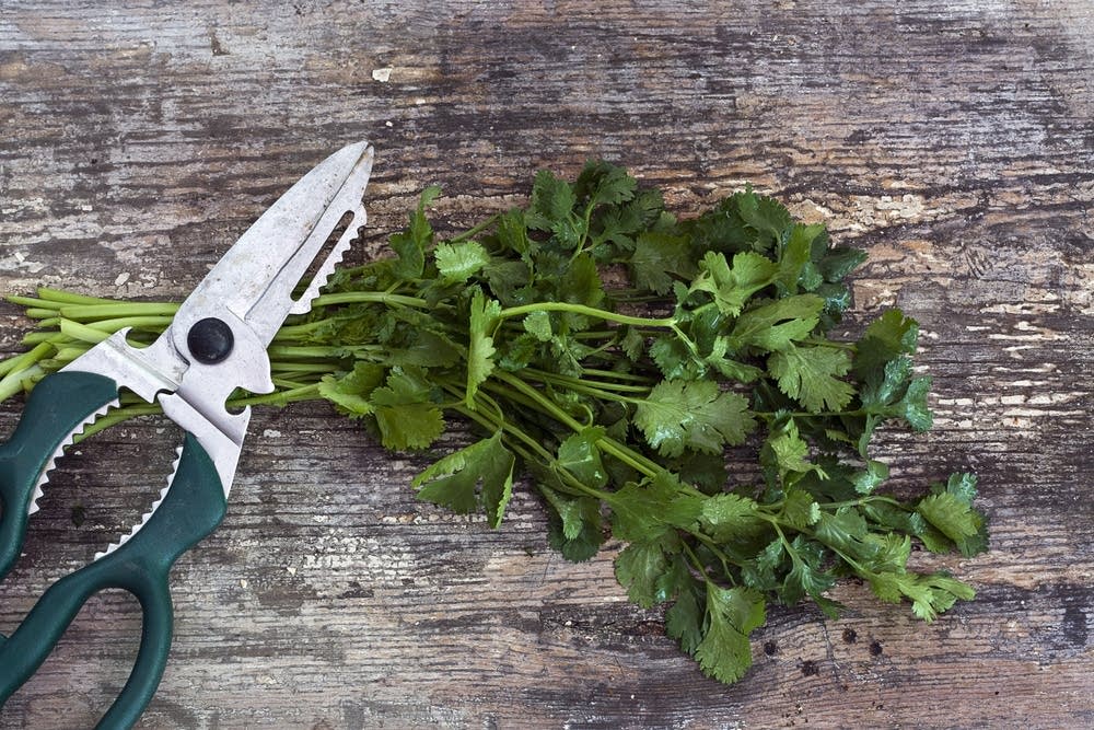 Cilantro-Poblano Cream Sauce | The Splendid Table