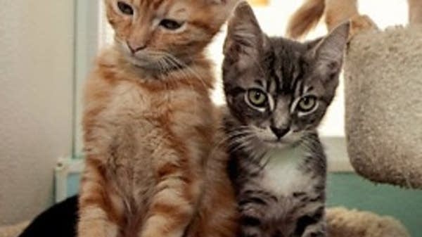 Your best Internet cat videos now due for Walker film festival | MPR News