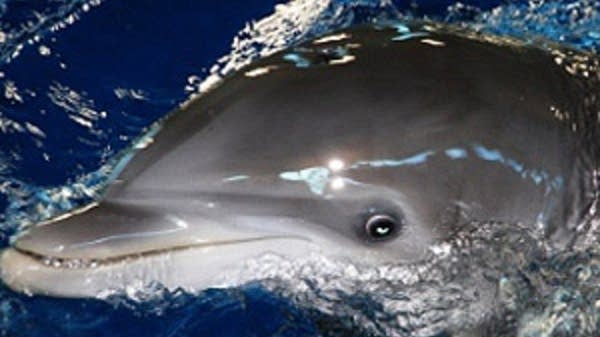 Minn. Zoo to close dolphin exhibit | MPR News
