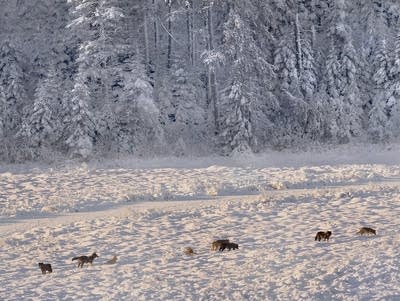 Photographer Jim Brandenburg captures daily one-minute views of nature ...