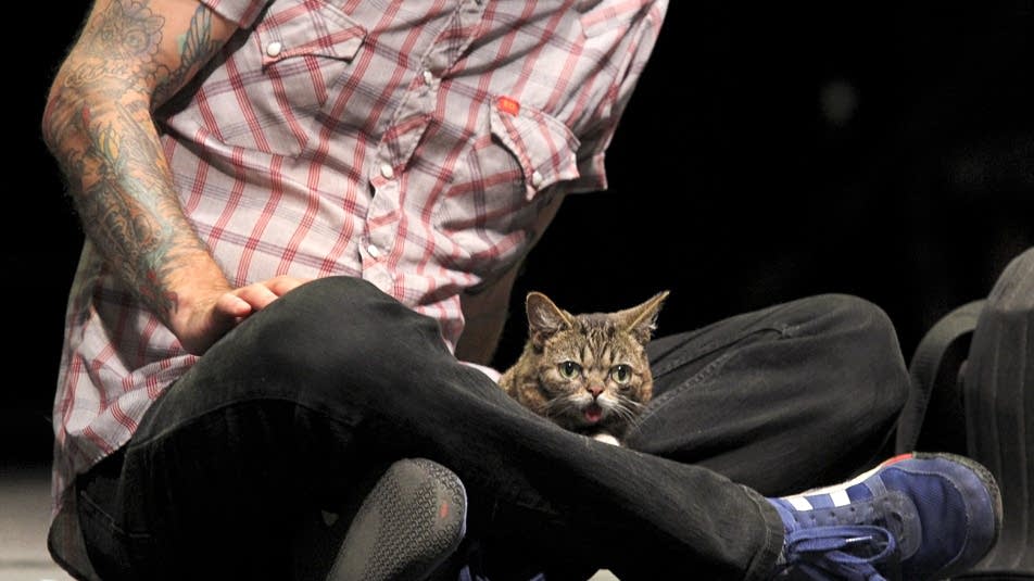 Meow-wow: Cat Video Festival packs the State Fair Grandstand | MPR News