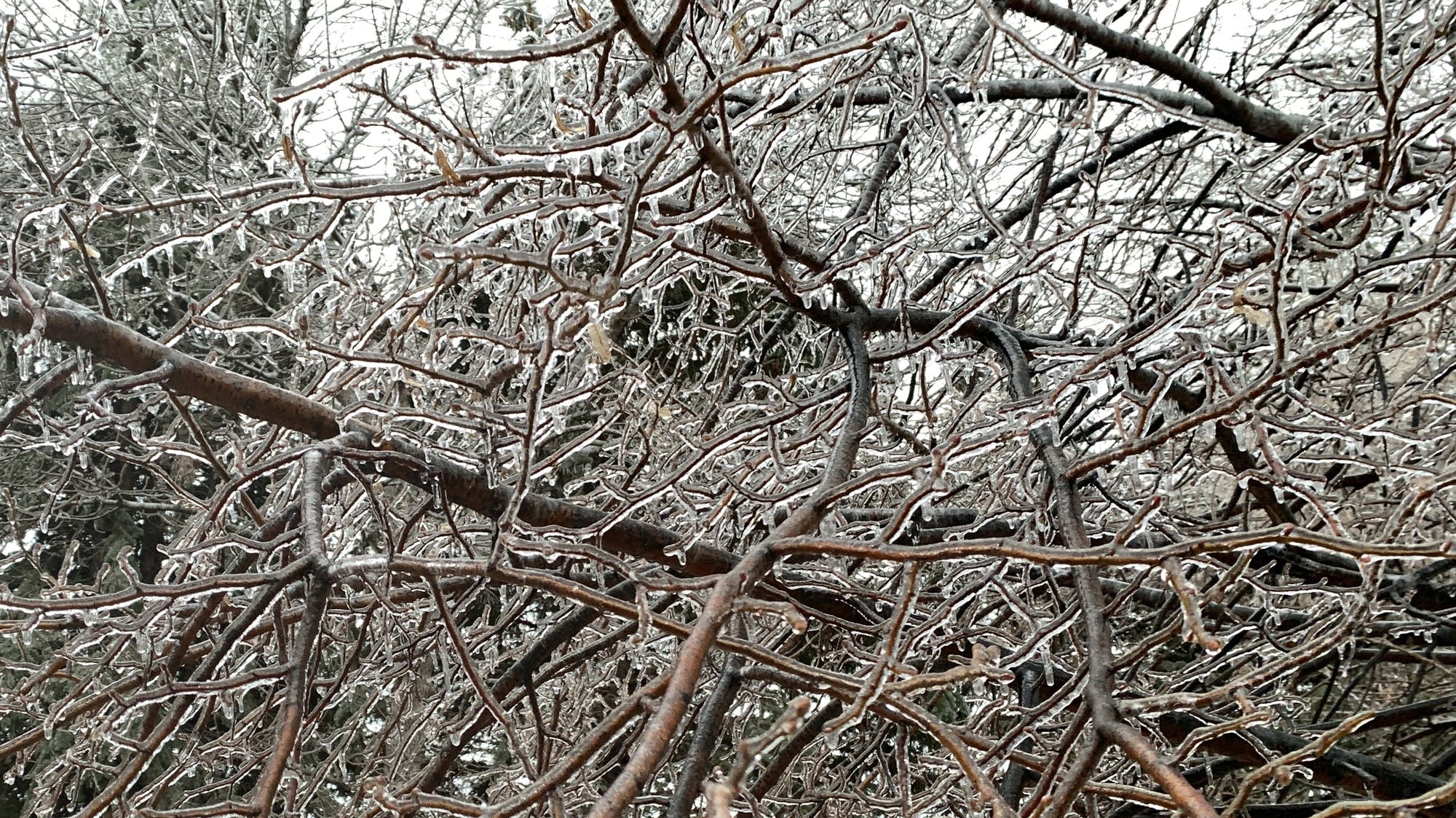 How are Minnesota's trees faring during this warm winter? An expert ...