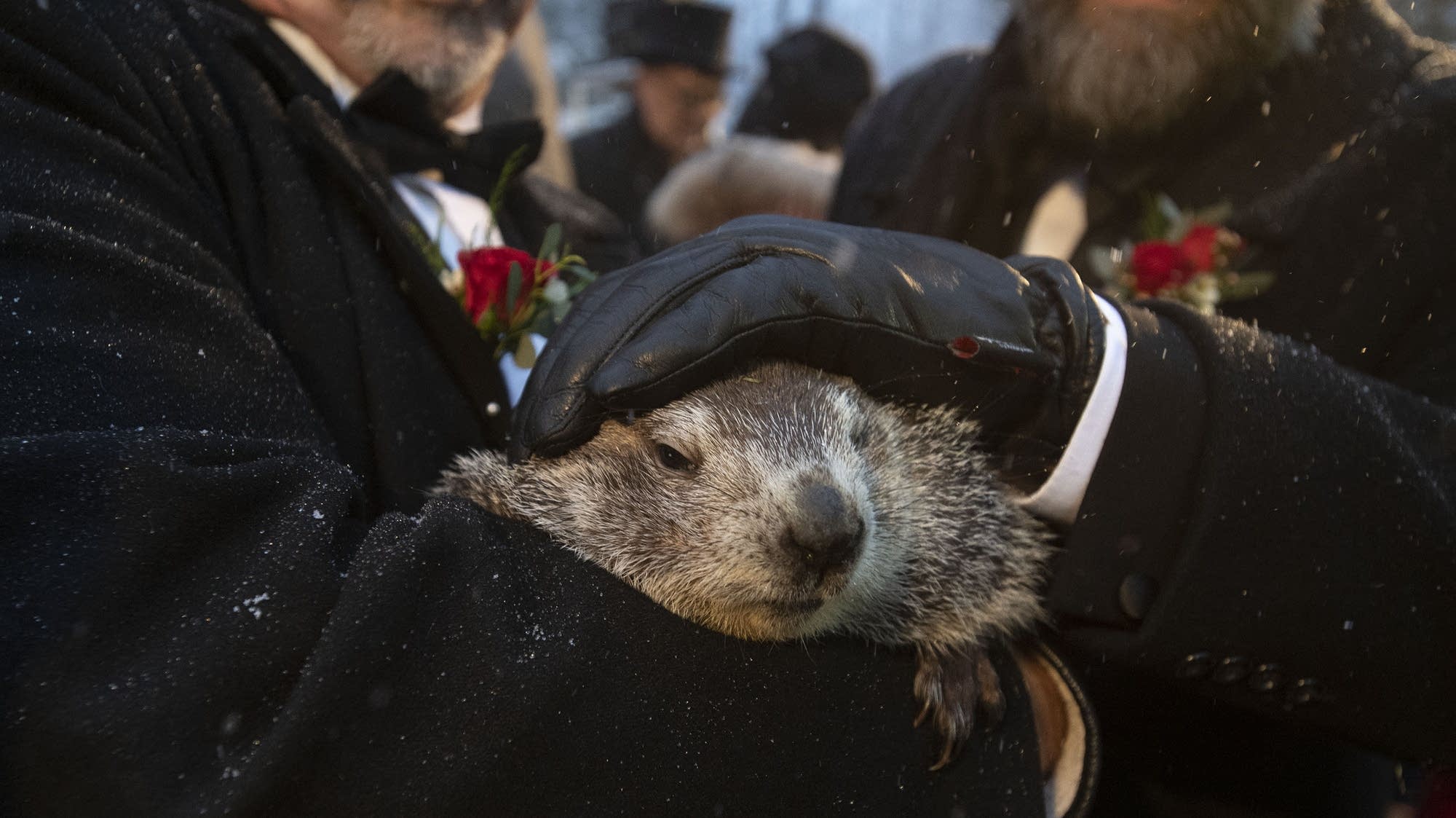 Pennsylvania groundhog declares early spring is on its way | MPR News